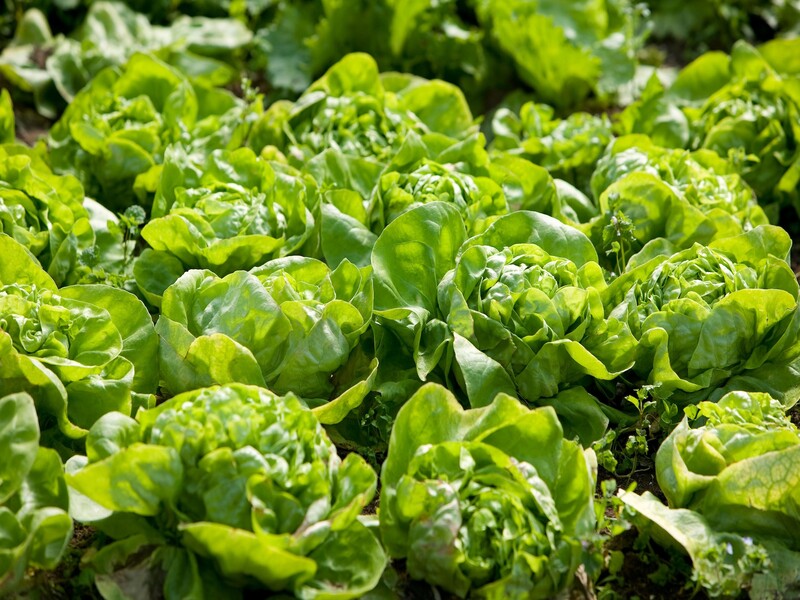 VendiMarket - Inicio